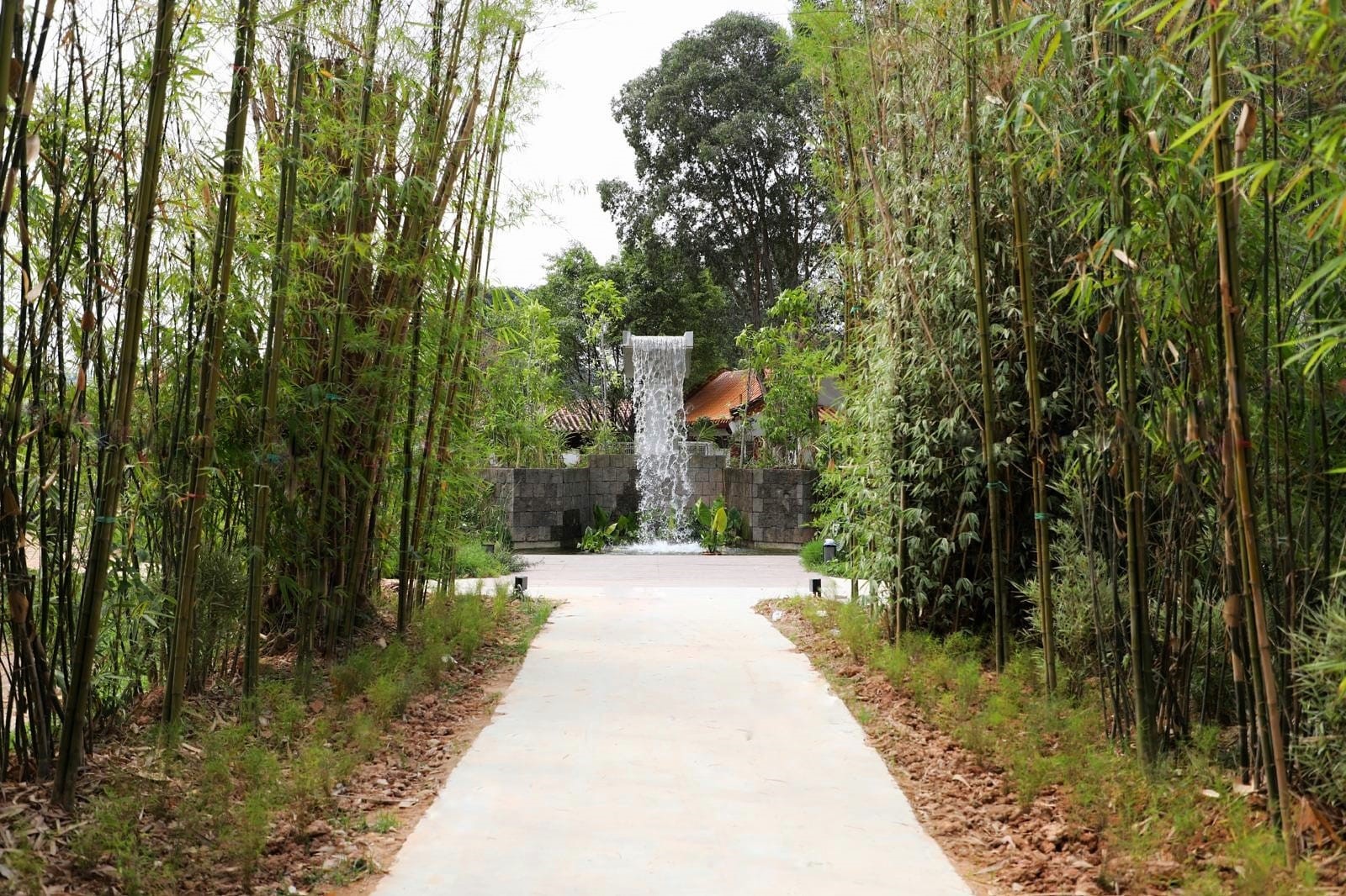 Bamboo Grove and Waterfall