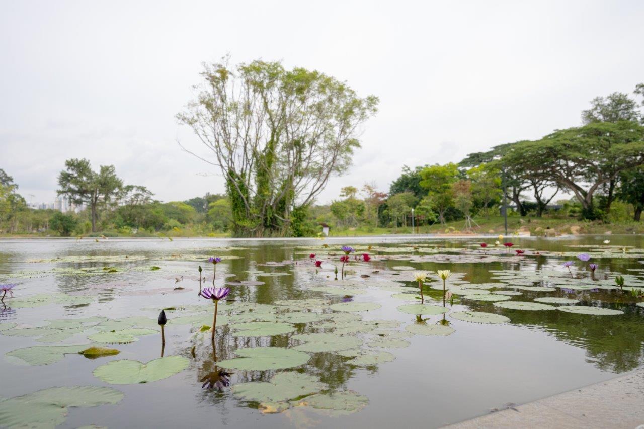 Water Lily Garden