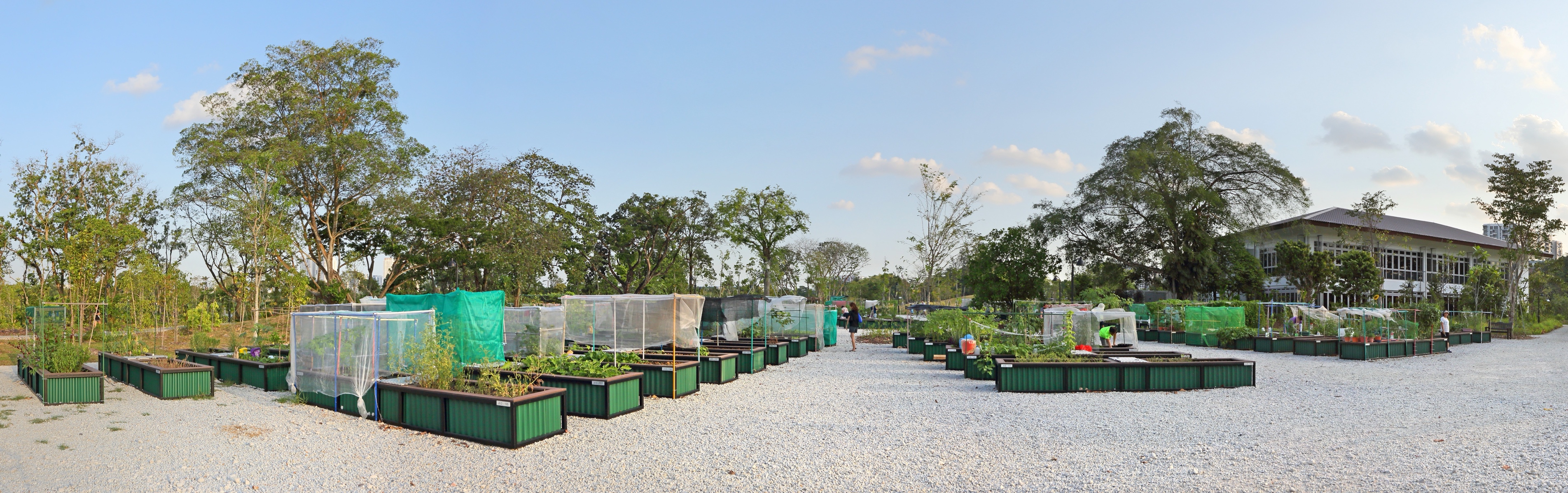 Allotment Gardens