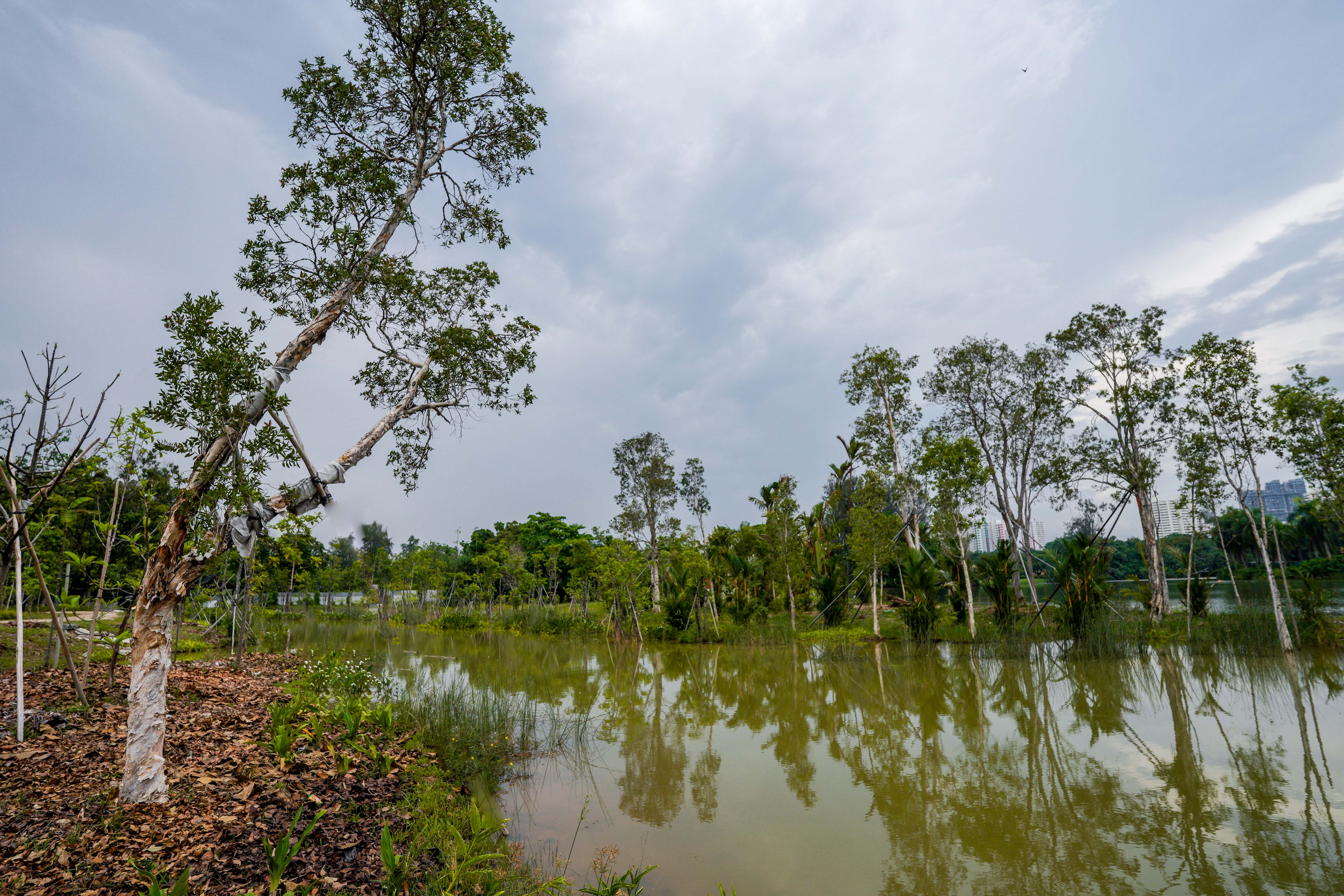 Alstonia Island & Freshwater Swamp Forest